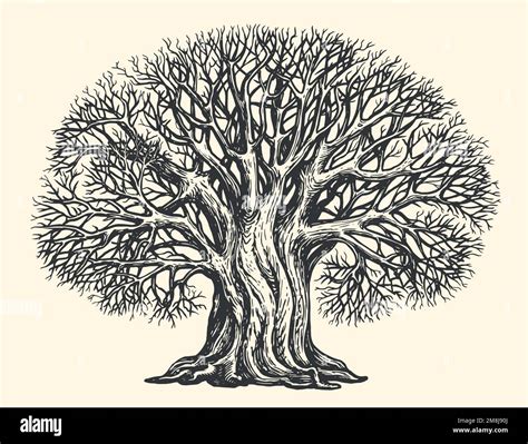 Branched Tree Without Leaves Sketch Engraved Large Growing Oak Nature Concept Hand Drawn