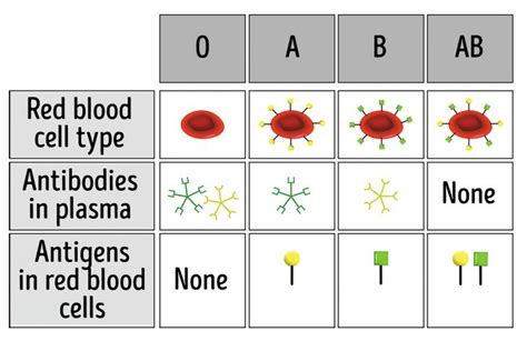 O Blood Type Why Group O Blood Is So Important Our Blood Institute