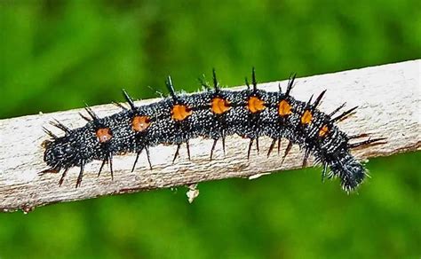 20 Types Of Black And Orange Caterpillars With Pictures