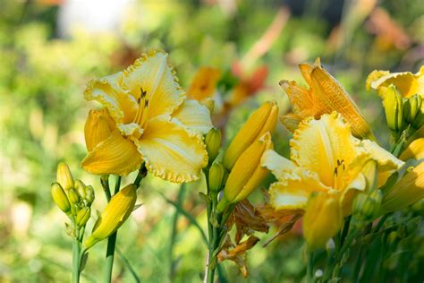 Yellow The Color Of Summer Gardens For Goldens