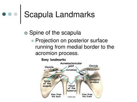 Shoulder Girdle Ppt Download