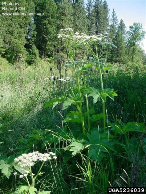 Cow Parsnip Vs Giant Hogweed Identification Guide