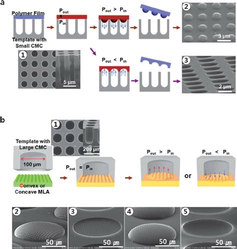 Schematic Diagram Of The Processes To Fabricate The MLA A And MLLA Download Scientific