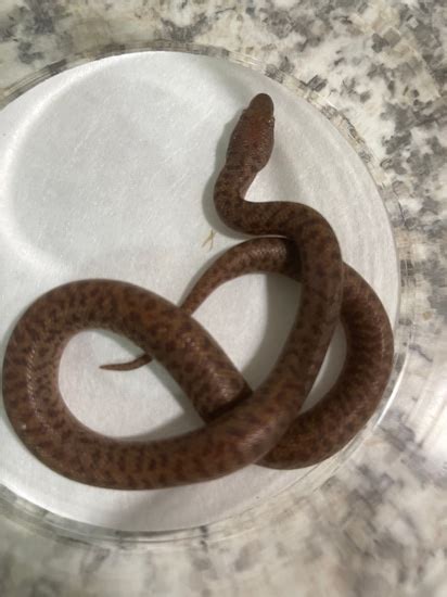 Pygmy Python By Dr Js Exotics