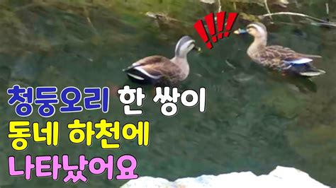 흰뺨검둥오리청둥오리 아님 한 쌍이 동네 개천에 놀러왔어요 마코tv Youtube