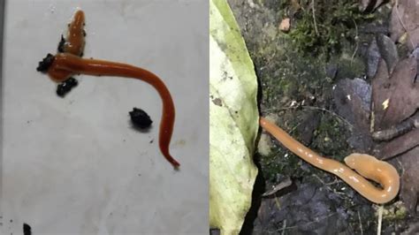 Islanders Asked To Look Out For Invasive Flatworms In Alderney Itv