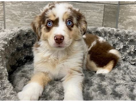 Female Red Merle Australian Shepherd Miniature Australian Shepherd