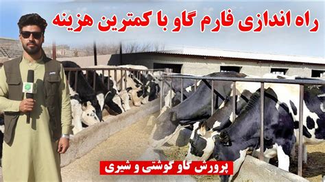راه اندازی فارم گاوداری باکمترین هزینه فارم گاو های زراعتی در ولسوالی