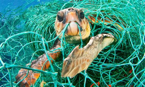 Janet Otten On Linkedin Plastics Initiatives Wwf