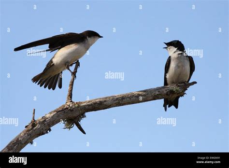 A Male Tree Swallow Greeting His Mate Stock Photo Alamy