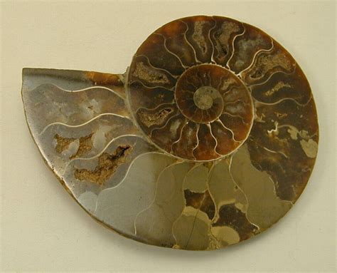 Old Original Sea Shell Fossil 50 Million Years Old Very Rare 4726562440