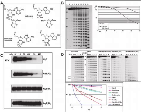 RNA Stability In The Presence Of Minerals Panel A Mechanism Of RNA Download Scientific