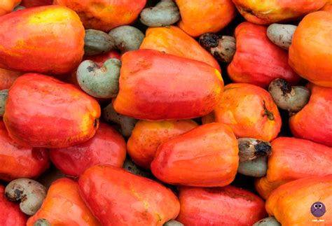 Anacardo Propiedades Y Beneficios Del Marañón Fruta Pasión