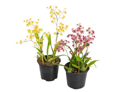 Oncidium Twinkle P11 Variado Veiling Holambra Flores E Plantas