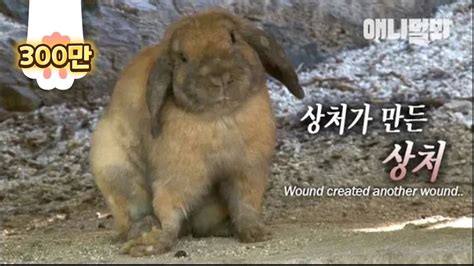 편집증 환자가 된 토끼 L Adorable Rabbit Has Become Paranoid