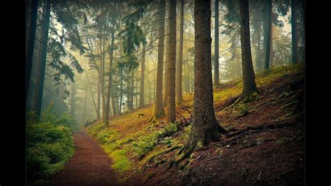 Окружающий мир 4 класс ч 1 тема урока Лес и человек с 103 109 Школа России Первый