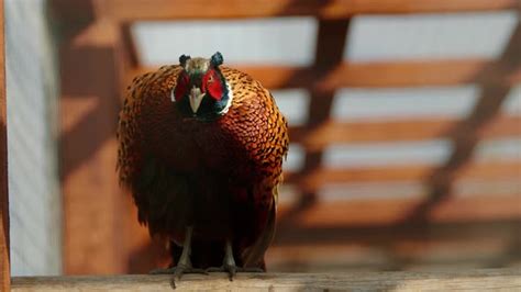 Adult Male Pheasant Preening Its Brightly Decorated Feathers Sitting In Cage Nature Stock