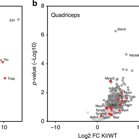 The Sarcomeric Proteome In The Heart And Skeletal Muscle A C Fold Download Scientific Diagram