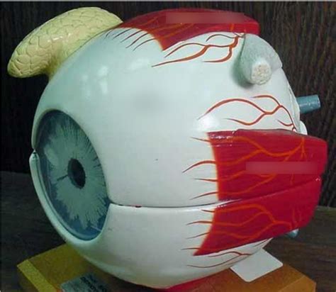 Accessory Structures Diagram Quizlet