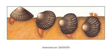 Bivalves Clams