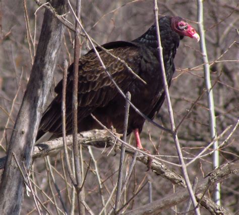 Tales Of The Turkey Vultures Oakland County Blog