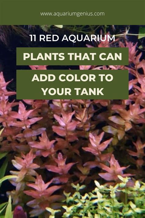 11 Red Aquarium Plants That Can Add Color To Your Tank Artofit
