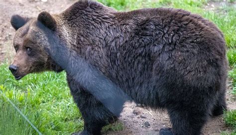Bear Shot Dead After Injuring 4 People During Rampage Through Japanese