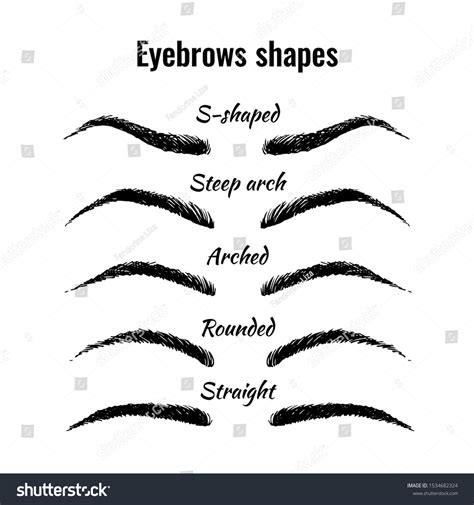 Eyebrows Shapes Vector Set Five Main Stock Vector Royalty Free 1534682324