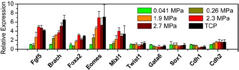 Relative Expression Of Putative Markers Of The Primitive Ectoderm
