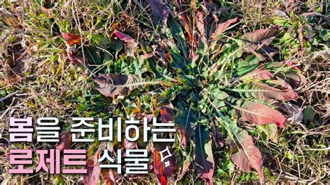 Ep29 겨울부터 차근차근 봄을 준비하는 로제트 식물 Youtube