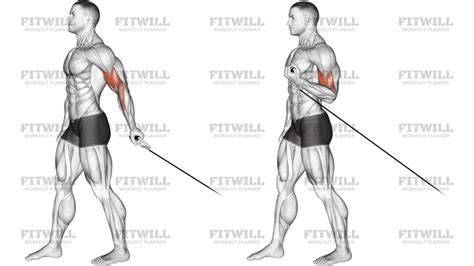 One Arm Bayesian Cable Biceps Curl Exercise Guide Video Techniques Benefits How To Muscles