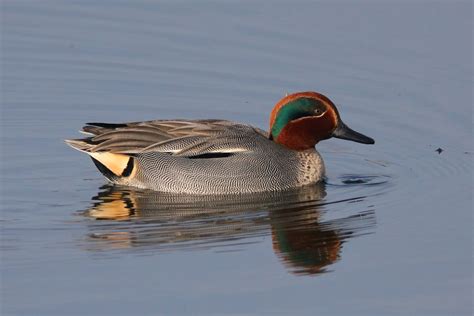 Green Winged Teal Tangjiahe Birds · Biodiversity4all