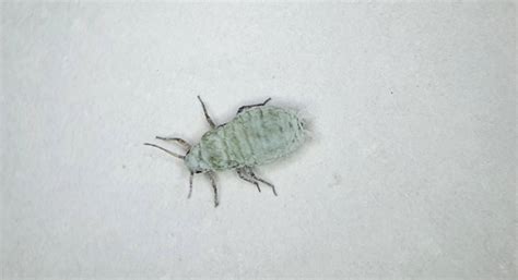 전나무잎말이진딧물 네이버 블로그