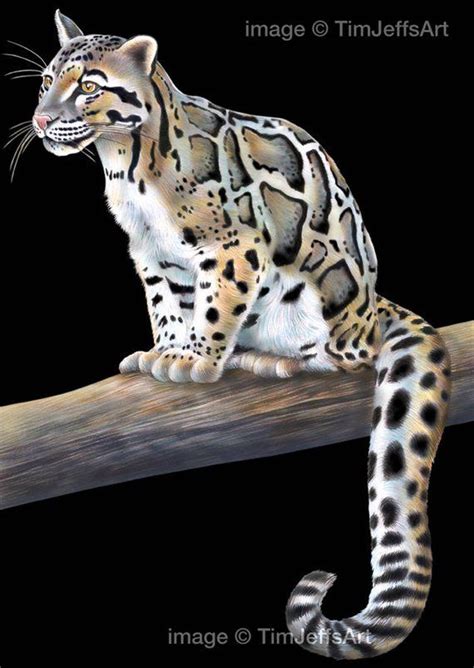 Clouded Leopard Drawing At PaintingValley Com Explore Collection Of Clouded Leopard Drawing