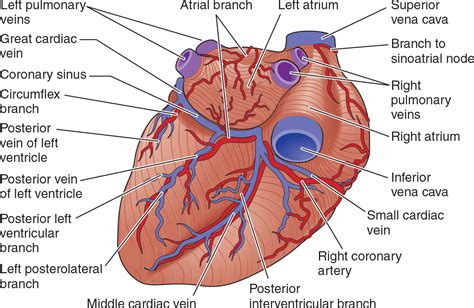 Left Anterior Descending Arteries Tvhg