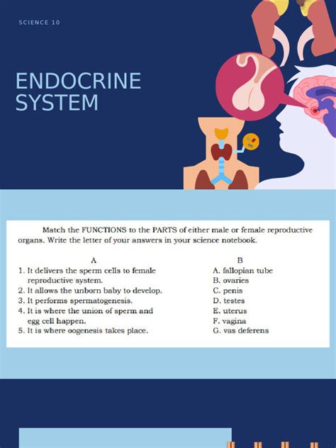 Reproductive System Ppt Pdf Luteinizing Hormone Ovary