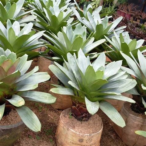 Jual Tanaman Hias Bromelia Giant Bromelia Hijau Shopee Indonesia