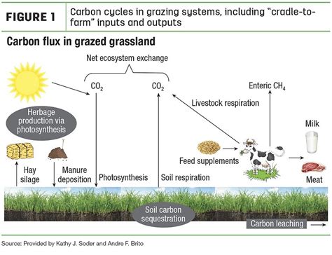 Methane Emissions In Grazing Dairy Systems Ag Proud