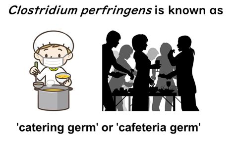 Clostridium Perfringens How To Prevent Food Poisoning From The Cafeteria Germ In Bulk Meal