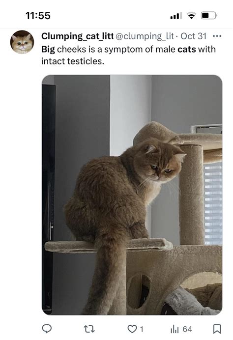 Why Pathologize The Normal Condition Of Tomcats R Intactcatpride