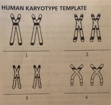 KARYOTYPE REVIEW QUESTIONS Sex Of Individual Chegg Com