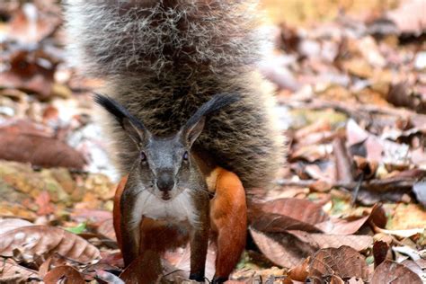 The Truth About Borneos Vampire Squirrel And Its Massive Tail Bbc Science Focus Magazine