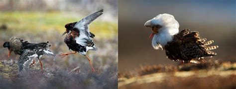 The Evolutionary Paradox Behind The Unusual Mating Strategy Of The Ruff