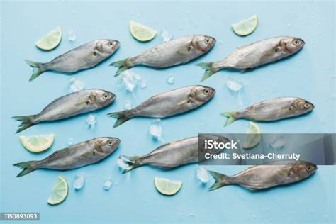 파스텔 블루에 검은 바다 블루 피쉬 텍스트에 대 한 공간을 가진 물고기 패턴입니다 위에서 보기 얼음에 대한 스톡 사진 및 기타