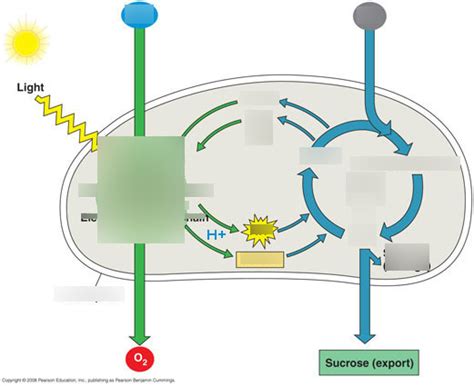 8 Photosynthesis Diagram Quizlet