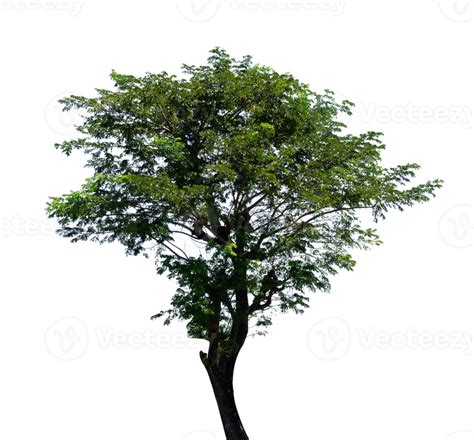 Single Tree Isolated For Nature Element 23520677 Png