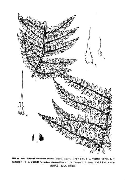 黑鳞耳蕨图册 360百科