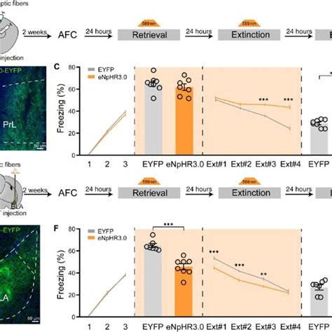 The Engram Cells In Bla And Prl Show Increased Reactivation During