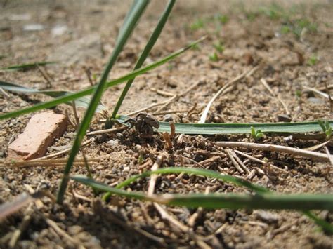 Миний зурагнууд