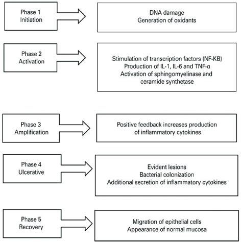 Development Phases Of Mucositis Download Scientific Diagram